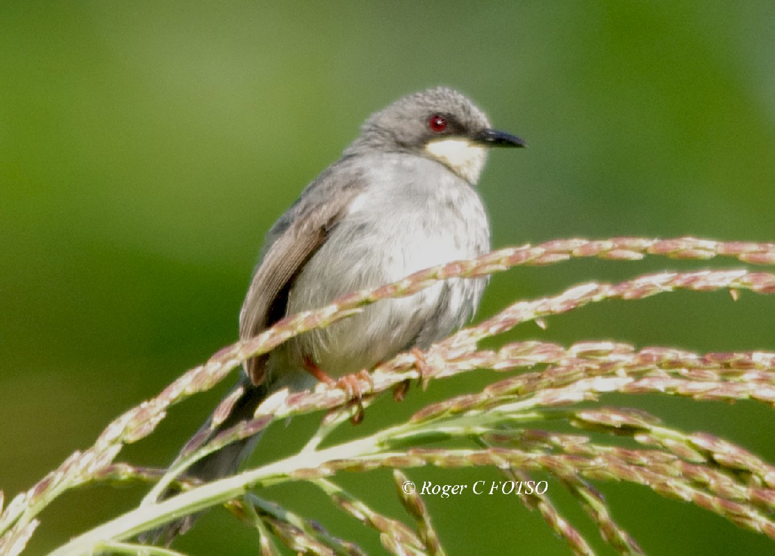 African Bird Club